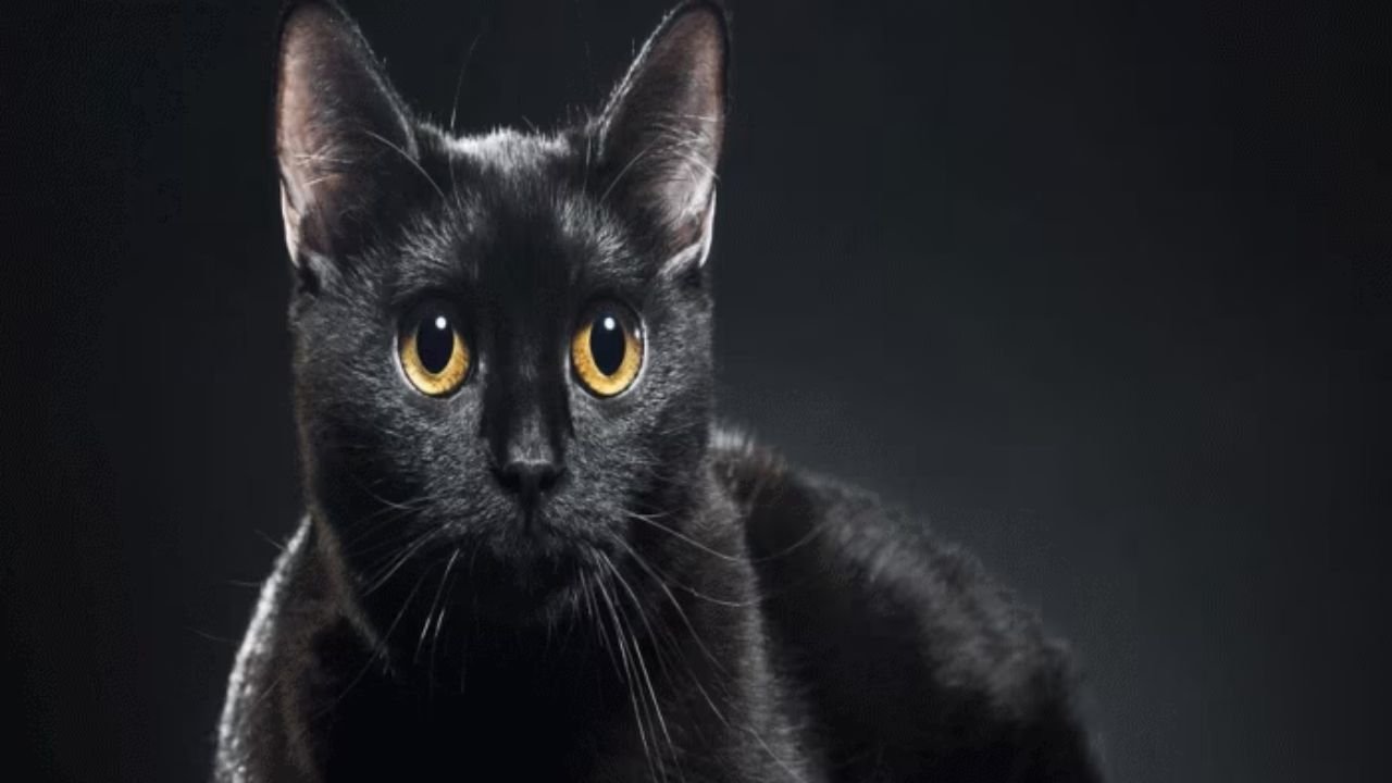 सपने में काली बिल्ली देखना देता है खास संकेत, हो सकती है दुर्लभ चीज की ...